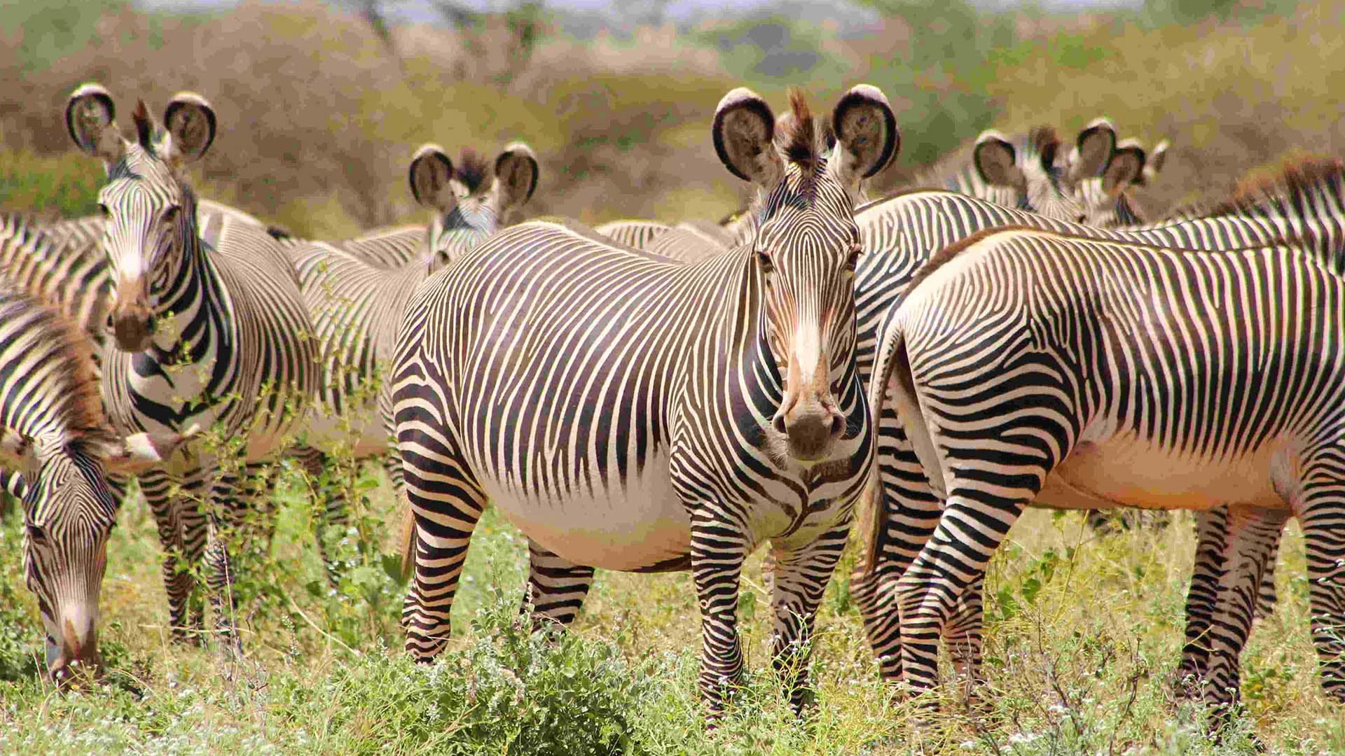 sambura-national-park